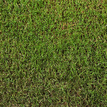 Grass Sod & Turf in Brownwood TX | Landscape Supply