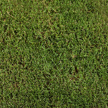 Grass Sod & Turf in Brownwood TX | Landscape Supply