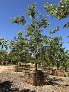 Shade & Ornamental Trees in Brownwood TX Nursery